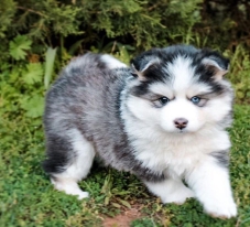 Cuccioli di siberian husky gratis per l'adozione